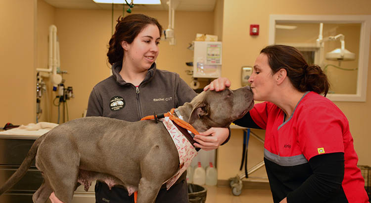 Certified Veterinary Technicians - Portsmouth Veterinary Clinic